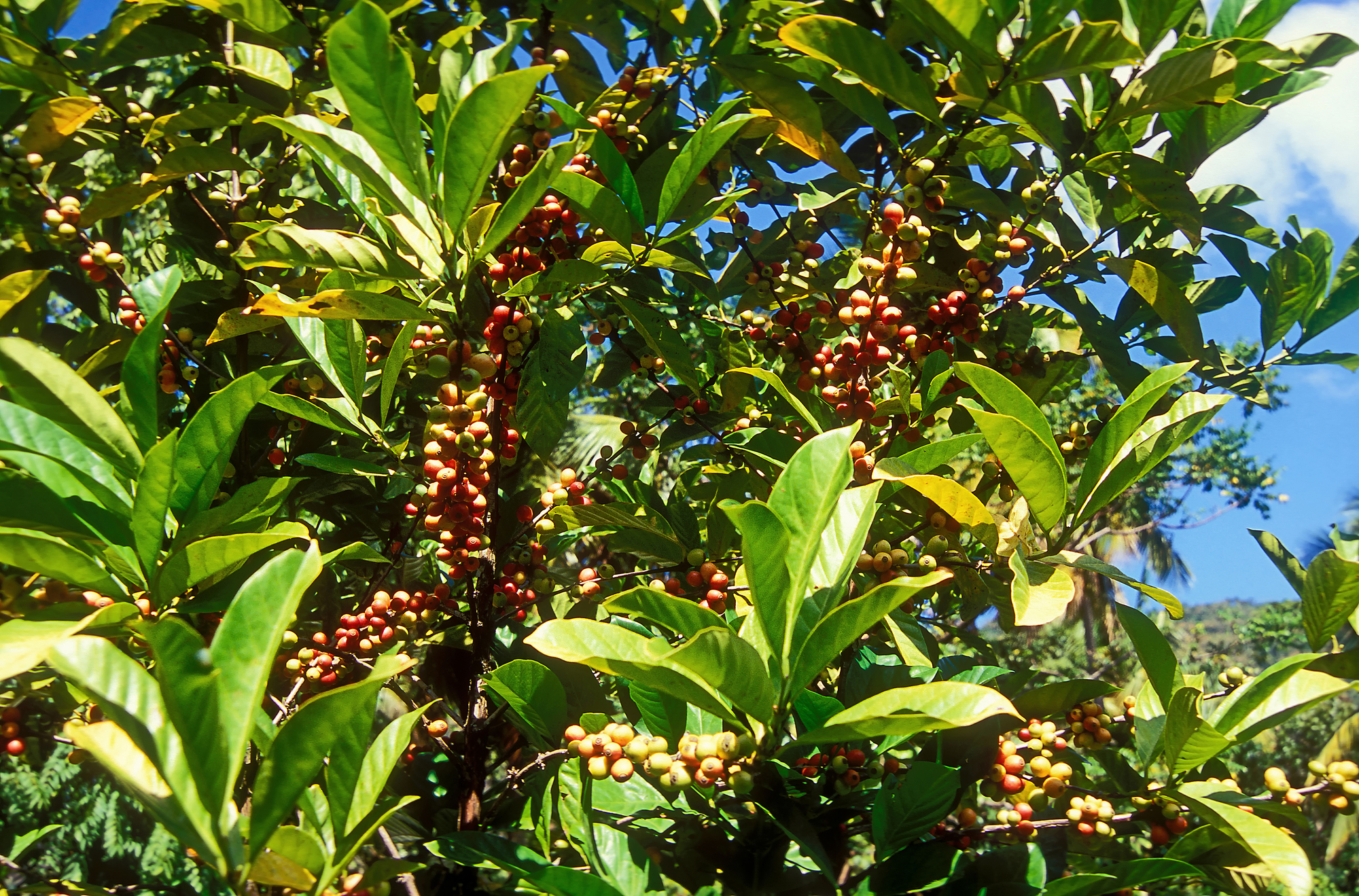 Coffee Plant Grenada Pictures Grenada In Global Geography