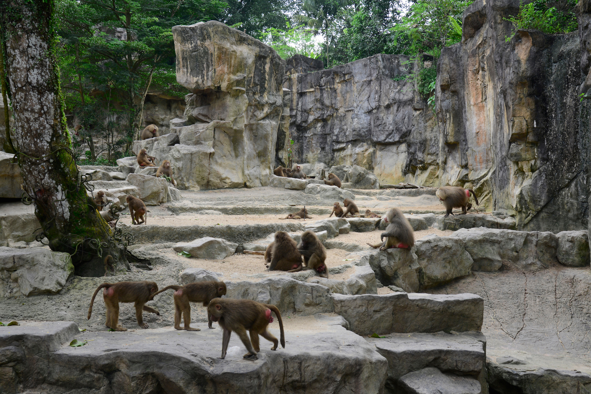 Singapore Zoo - Baboons (1) | Sentosa Resort Island and Singapore Zoo ...