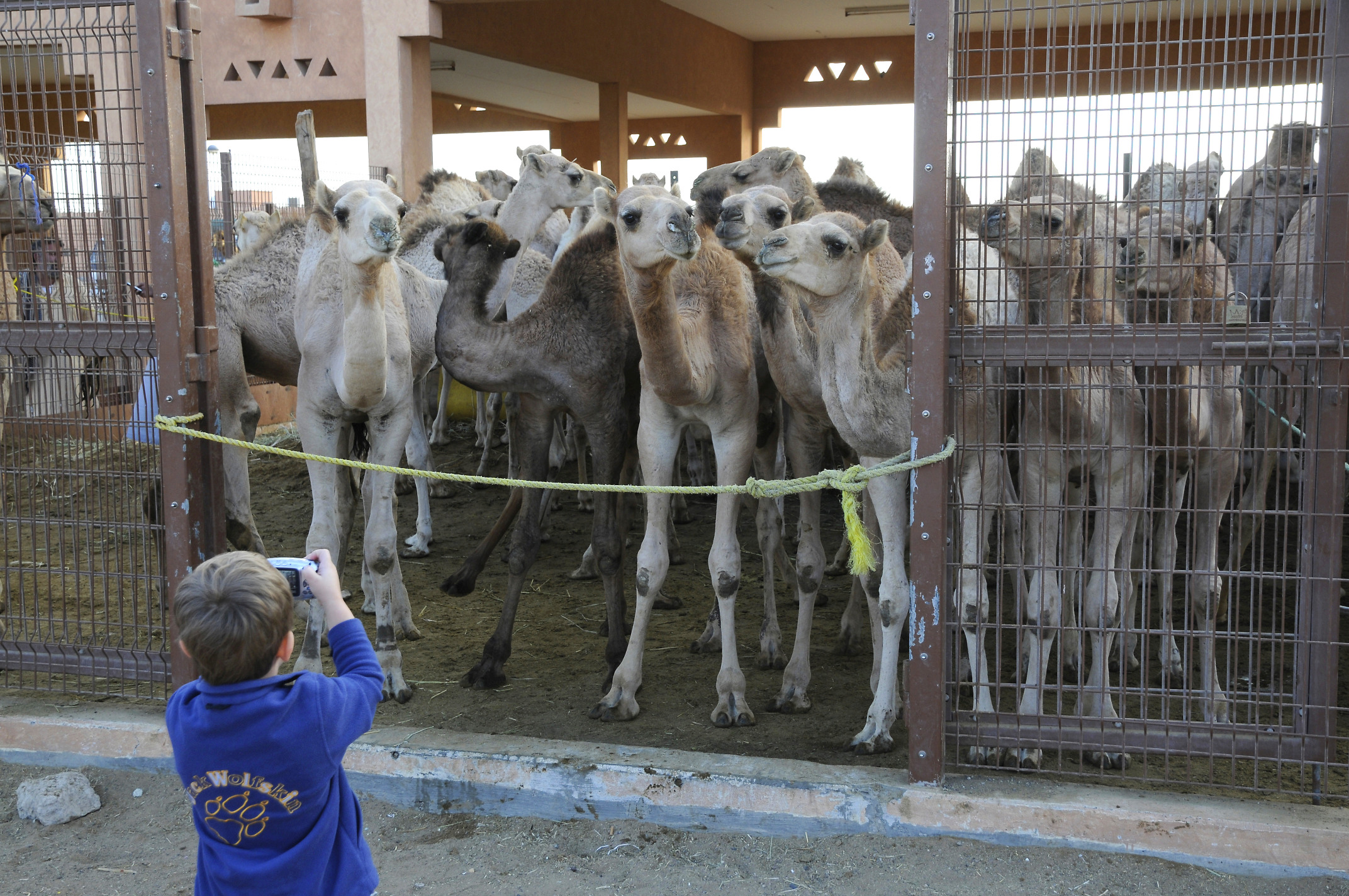 Camel Market Al Ain (1) | Al Ain | Pictures | United Arab Emirates in ...